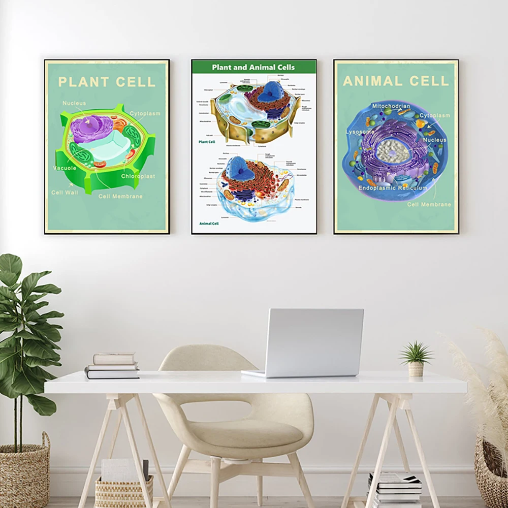 Animal and Plant Cell Biology Posters and Prints Science Educational ...