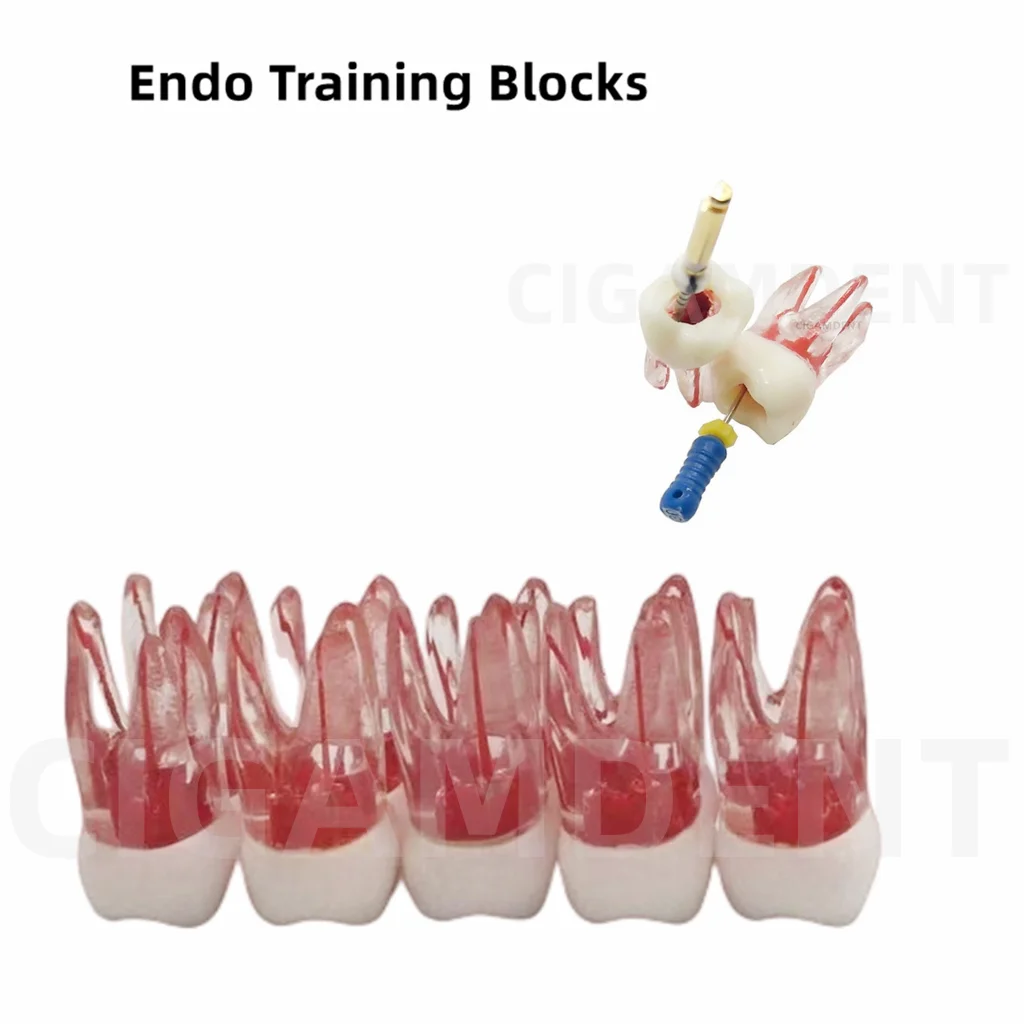 Dental-Teaching-Model-Endodontics-Root-Canal-Block-RCT-Practice-Pulp ...