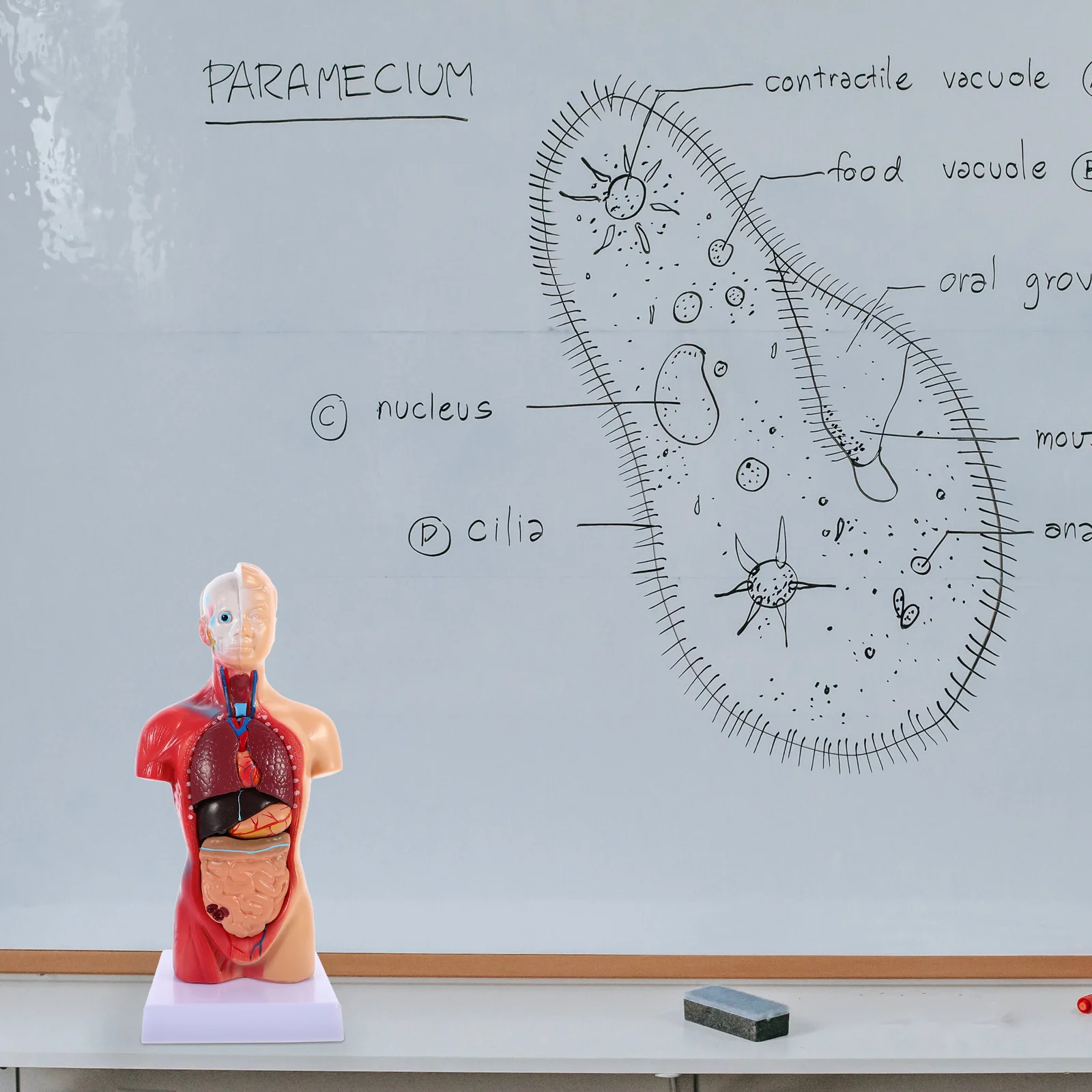 Human-Torso-Body-Model-Playset-Teaching-Anatomy-Organs-Model-School ...