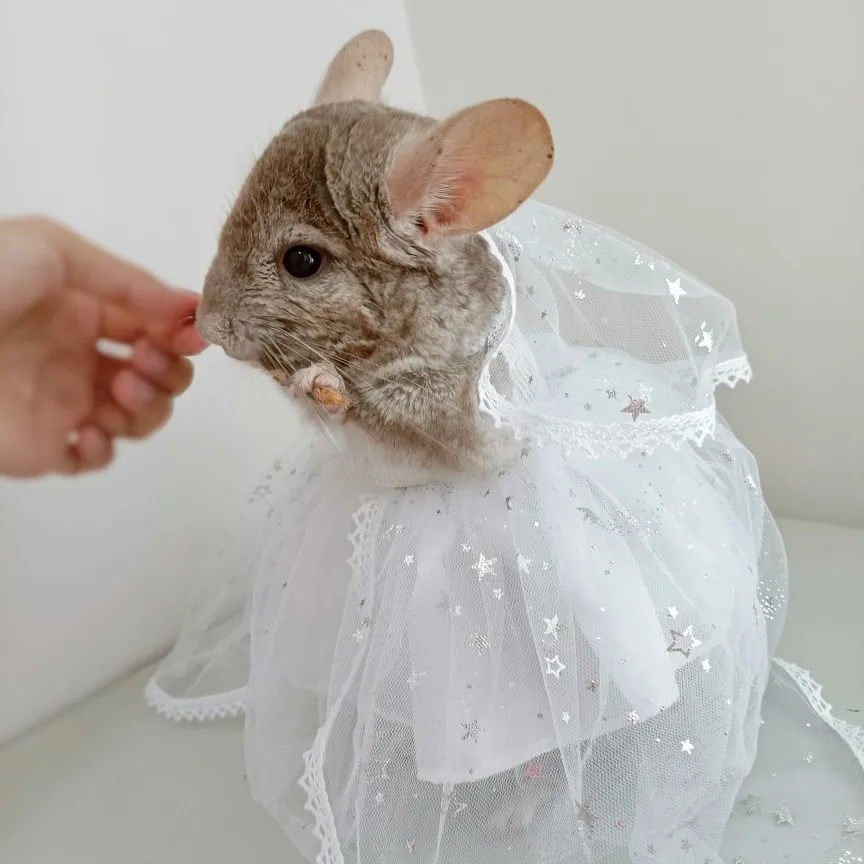 Chinchillas In Costumes