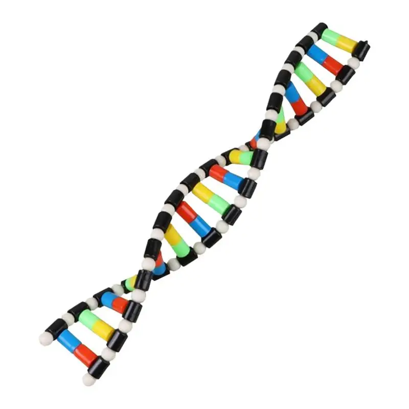 Biology-Classroom-Decor-Double-Helix-Structure-Kids-DNA-Models ...