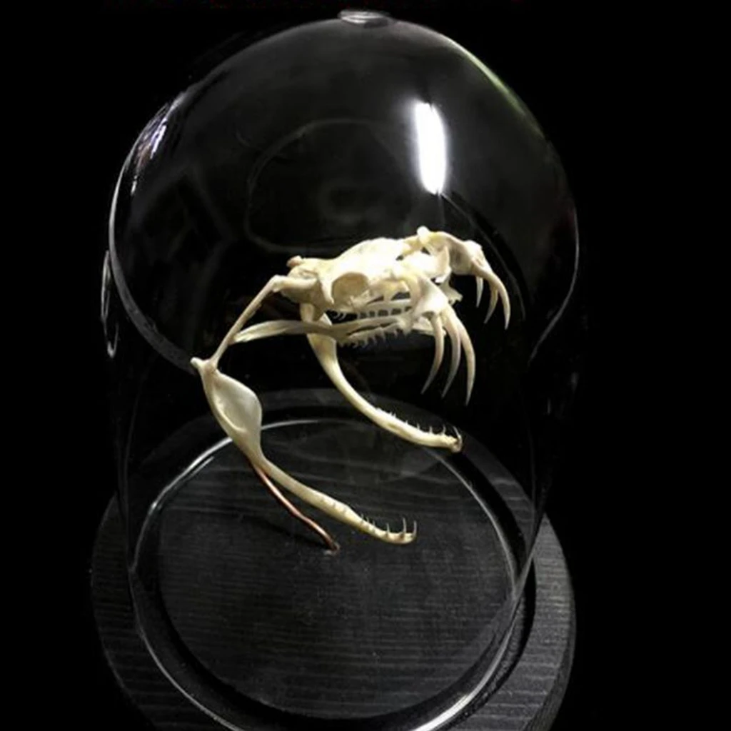 Real-Snake-Skull-Handmade-true-bone-specimen-Protease-cleaning-Ornament ...