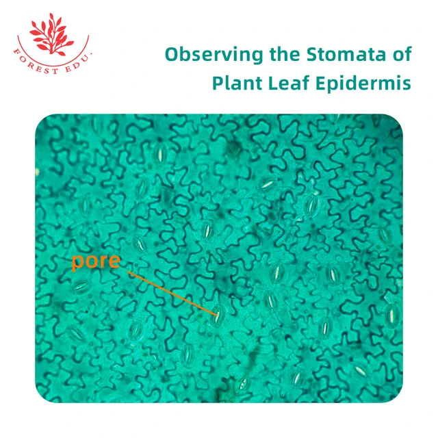 Leaf Epidermis Slide