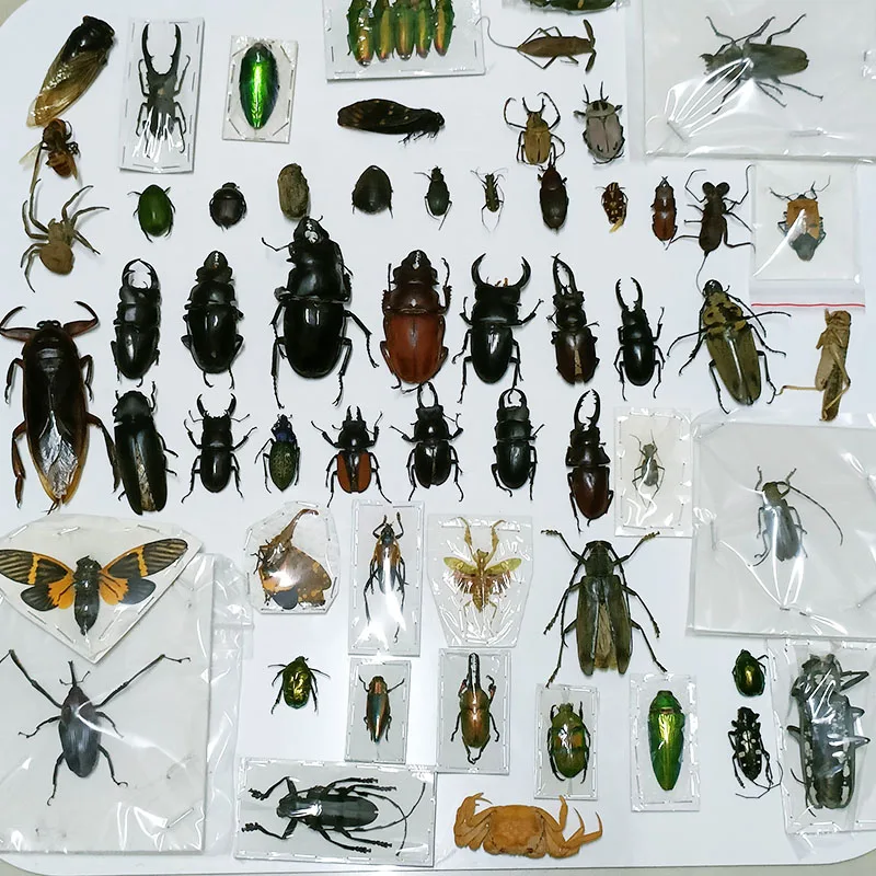 Real Insect Specimens, Beetles, Longhorn Beetles, Cicadas, Stag Beetles ...