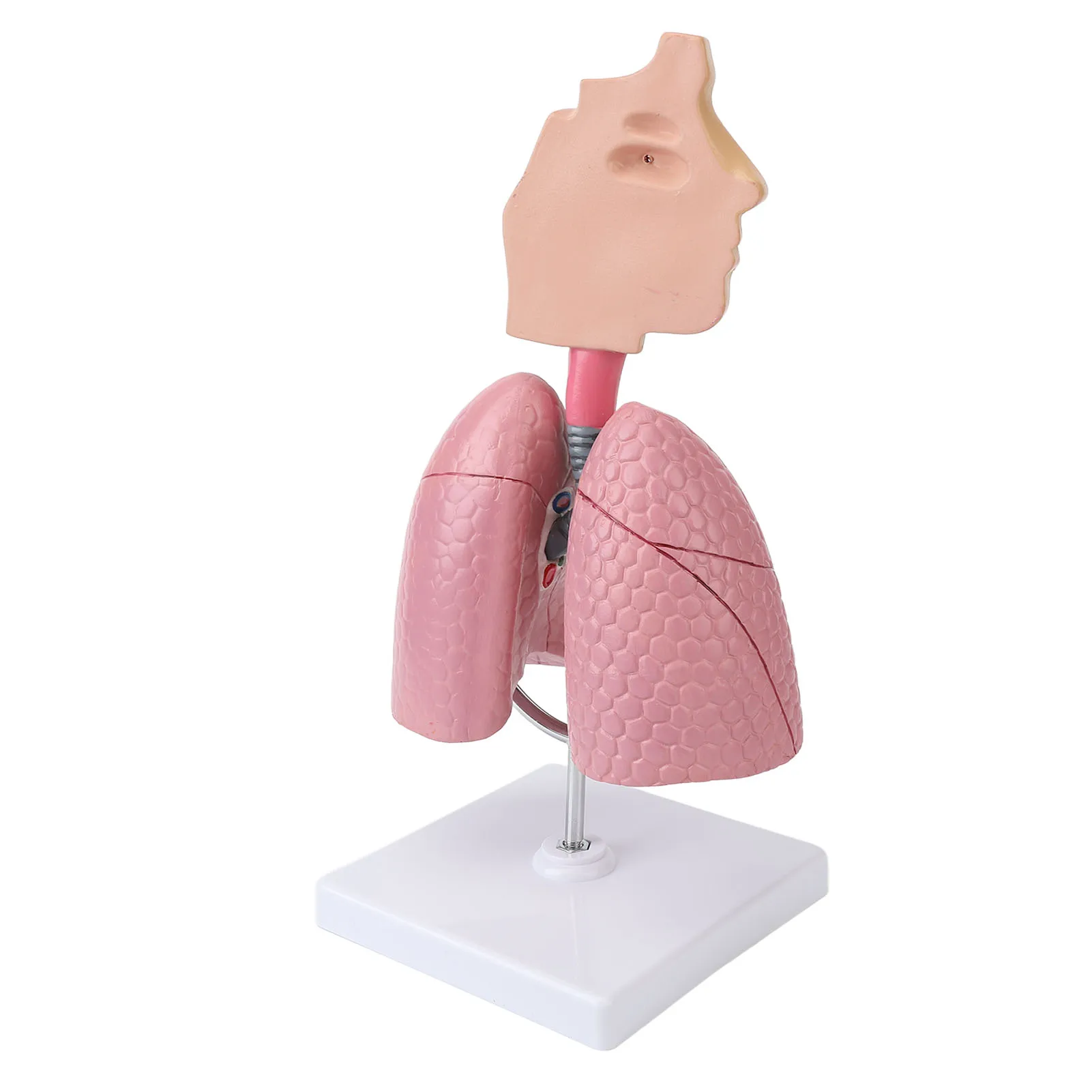 Respiratory System Model with Removable Heart Human Lung Anatomical ...