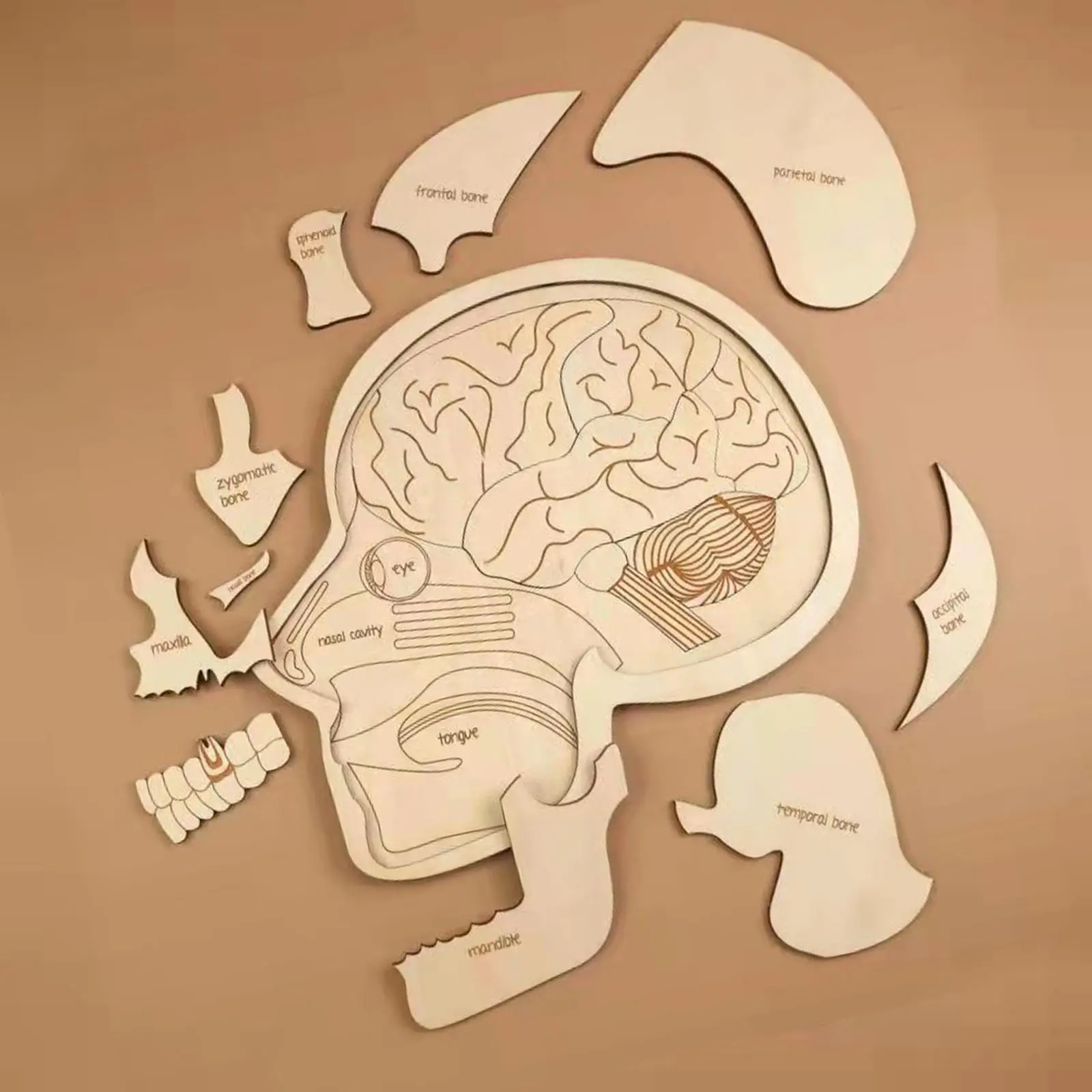 Interactive Brain Model