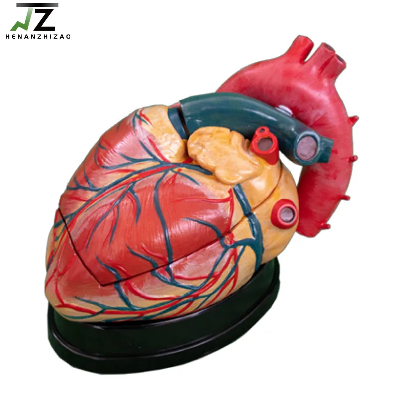 Medical Science Jumbo Human Heart Anatomical Model - buy at the price ...