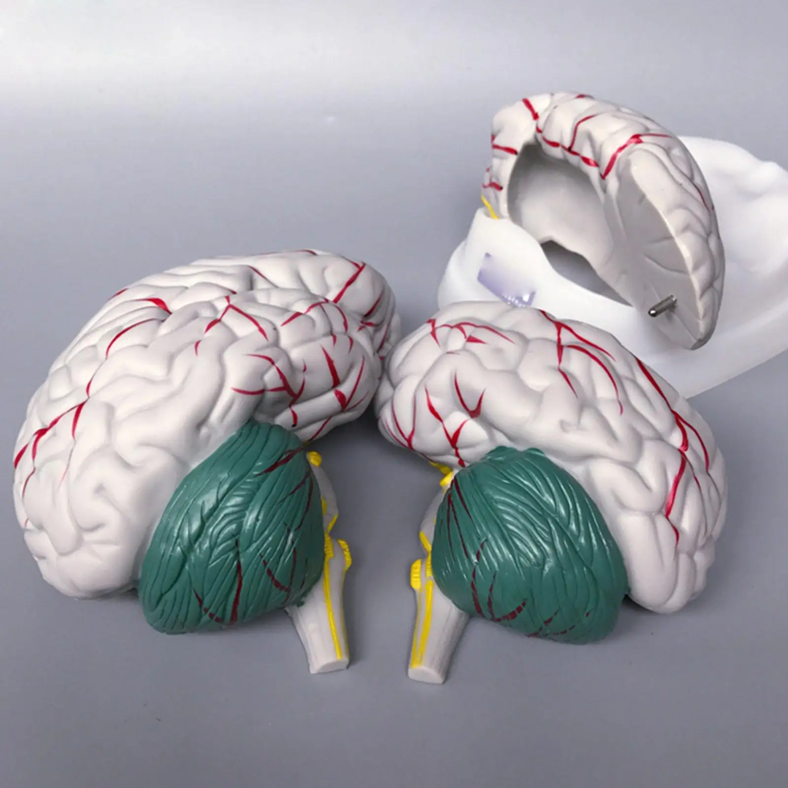 PVC Human Brain Life Size 3 Part Brainstem Structure Fully Dissected ...