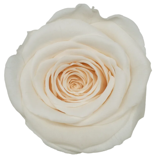 Store Home Products ChoiceDay Feedback