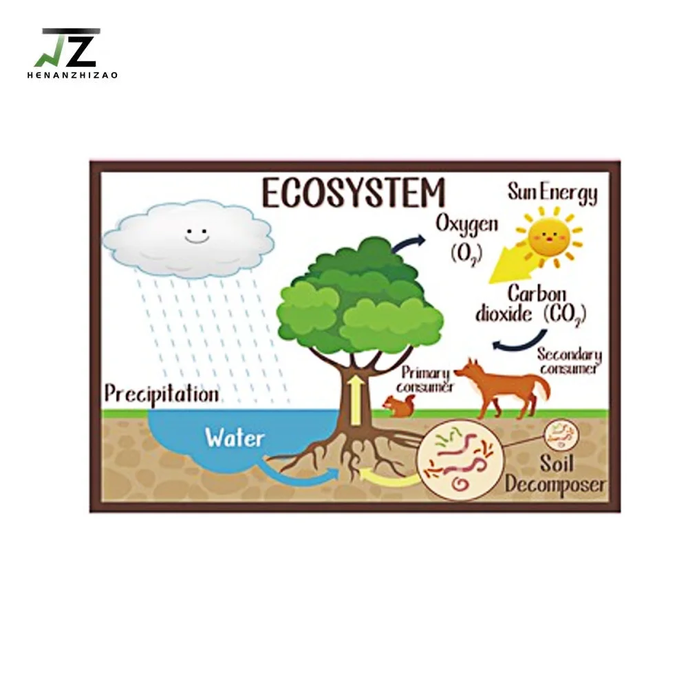 Ecosystem Diagram For Kids