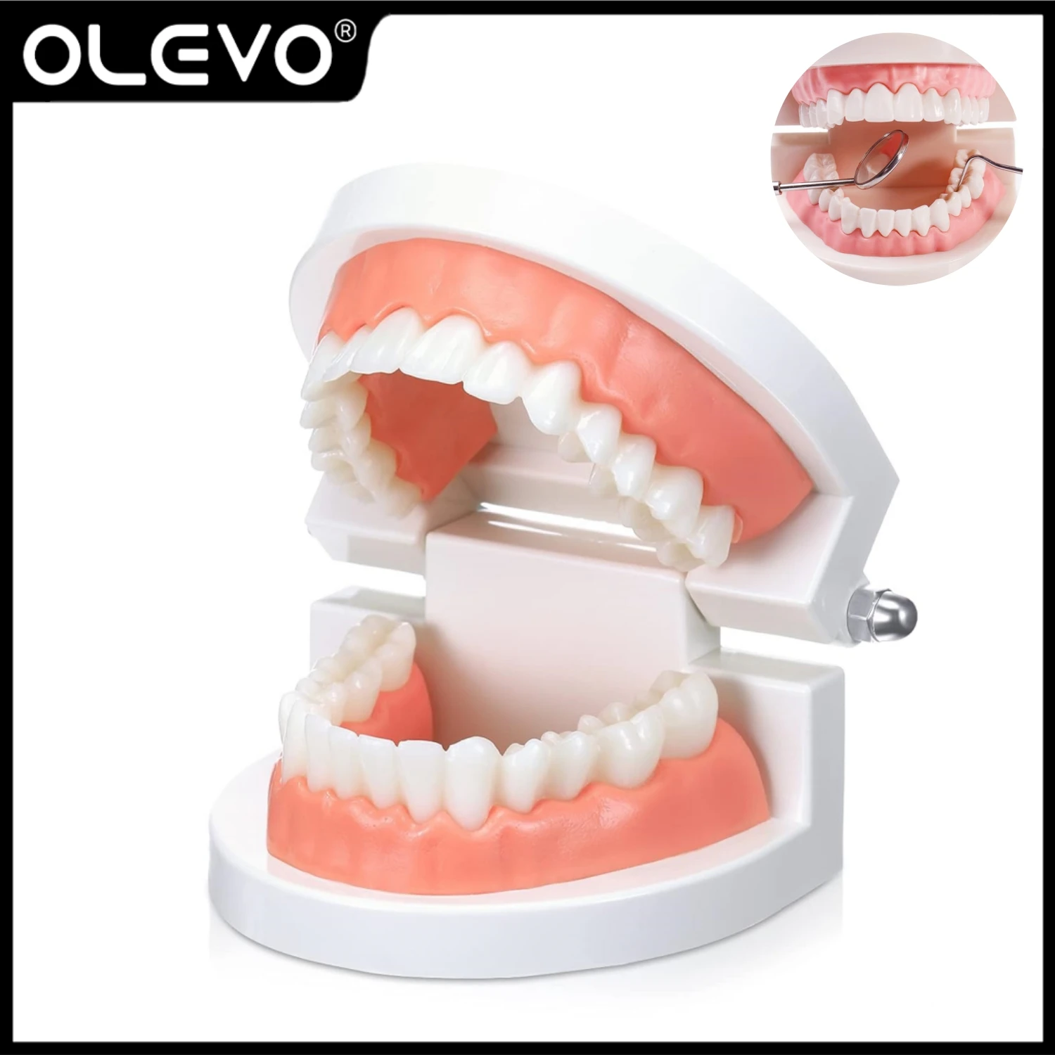 Standard Dental Model Plastic Teeth Teaching Model 28 Teeth Denture ...