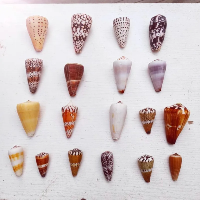 Natural-Conch-Shell-Rare-Conus-Specimen-Photo-Frame-DIY-Handmade ...