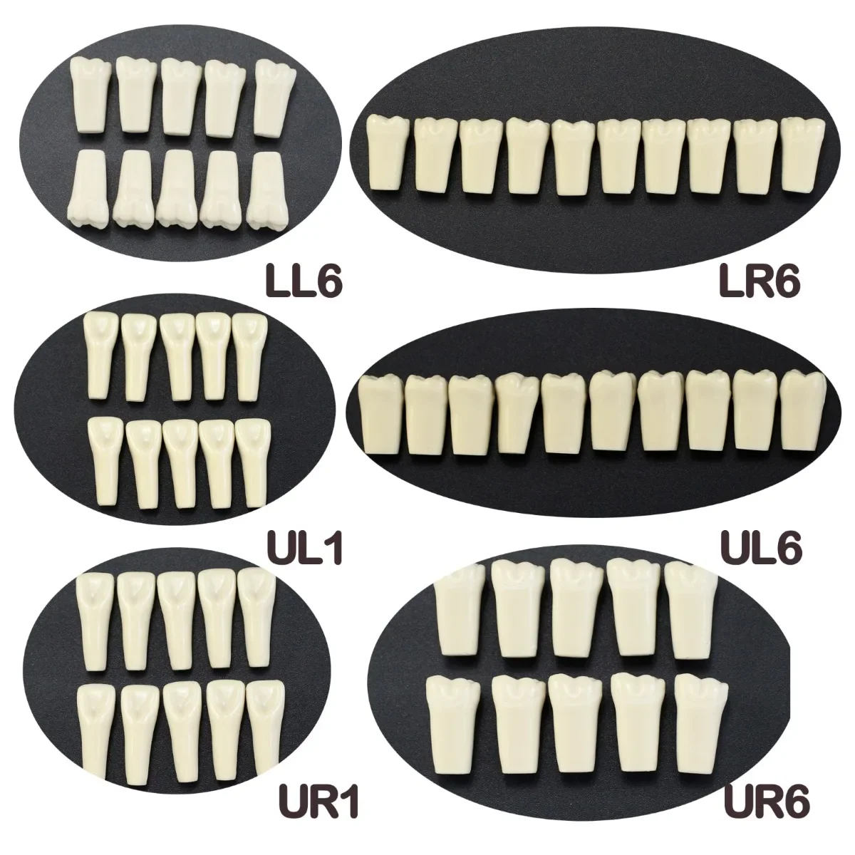 Dental-Typodont-Teeth-Replacement-Individual-Teeth-Model-Screws-Fit ...