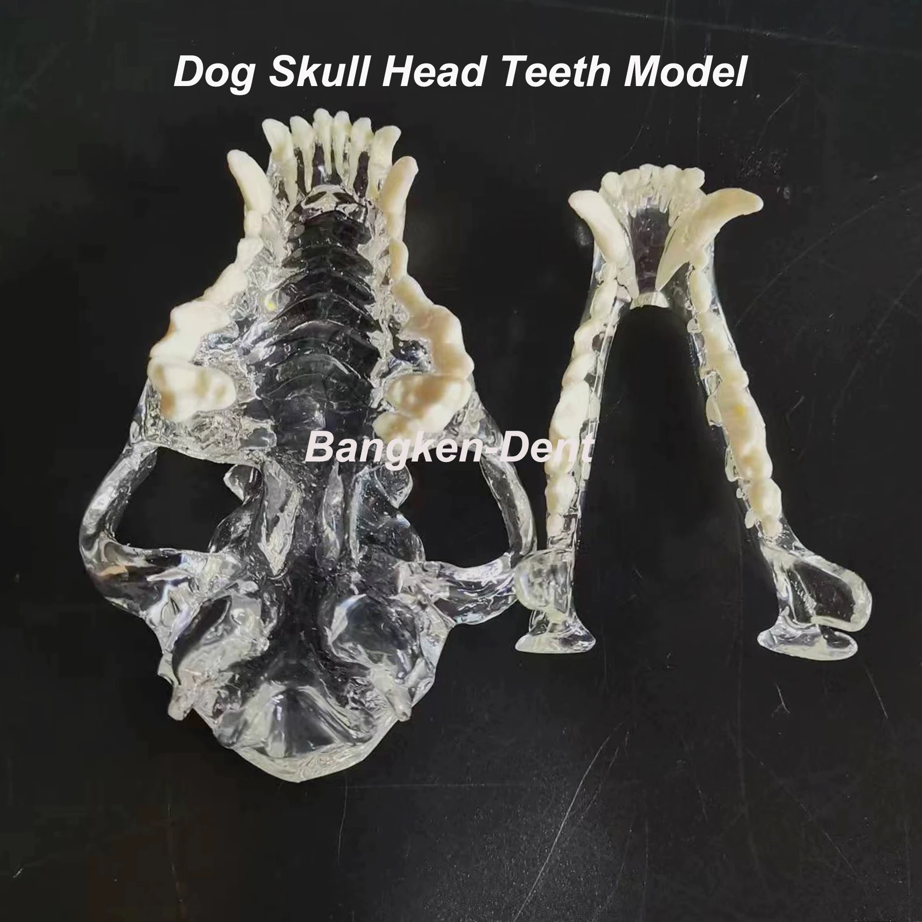 Modelo-de-dientes-de-perro-Dental-cabeza-de-calavera-completa-mand-bula ...