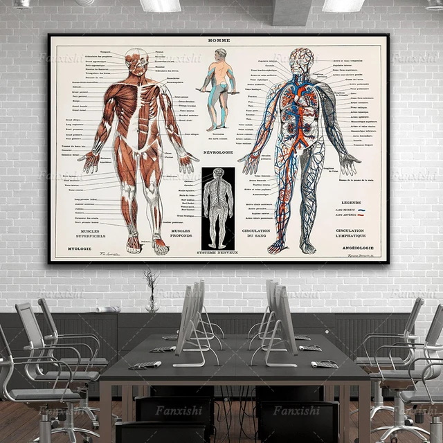Life Size Human Body Poster