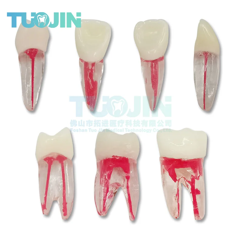 2PC-Dental-Endodontic-Tooth-Model-Root-Canal-Teeth-Teaching-Modeling ...