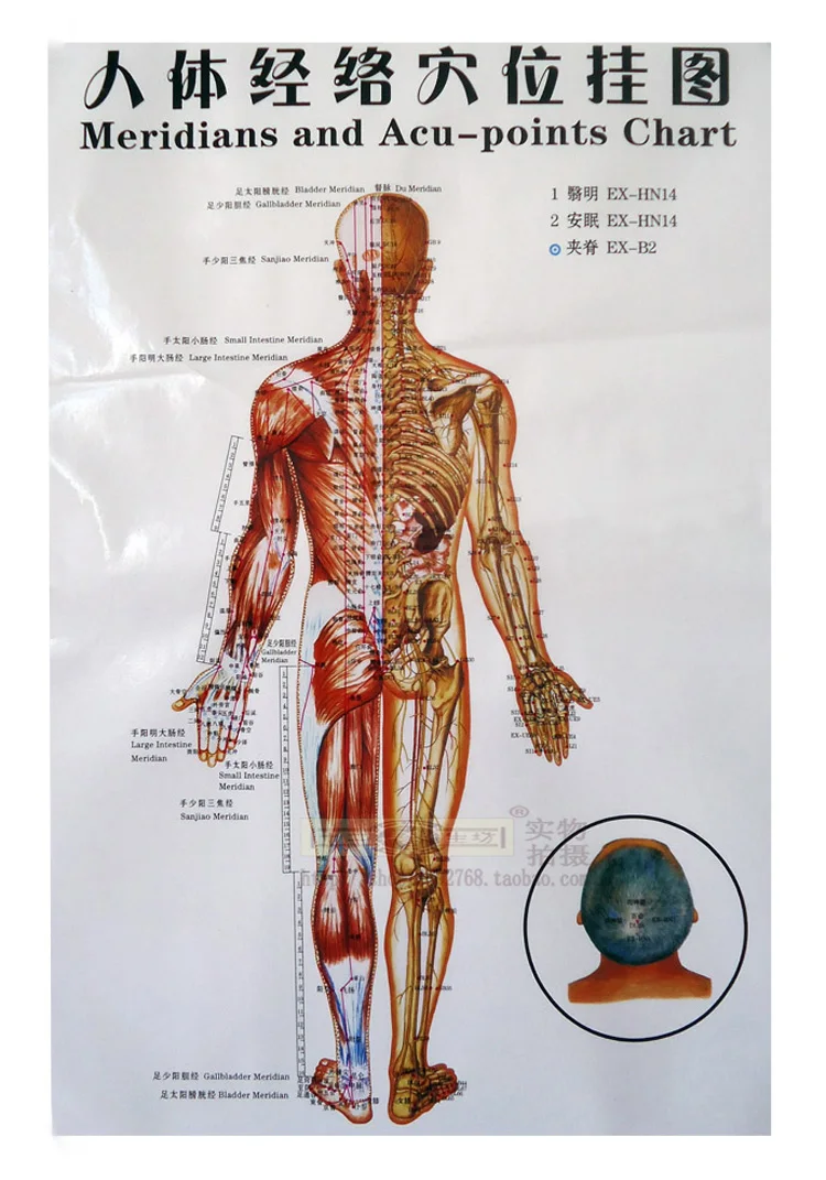 7Pcs English Hand Foot Ear body reflective zones meridian points human ...