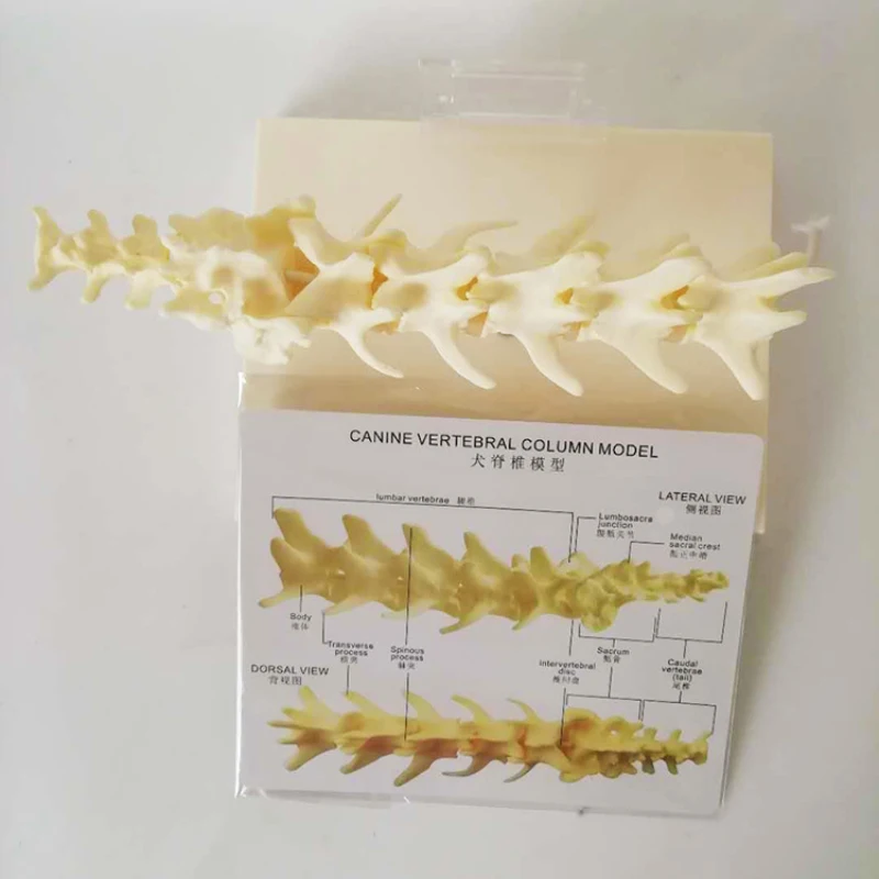 Modelo-de-columna-vertebral-de-perro-esqueleto-de-perro-columna-canina ...