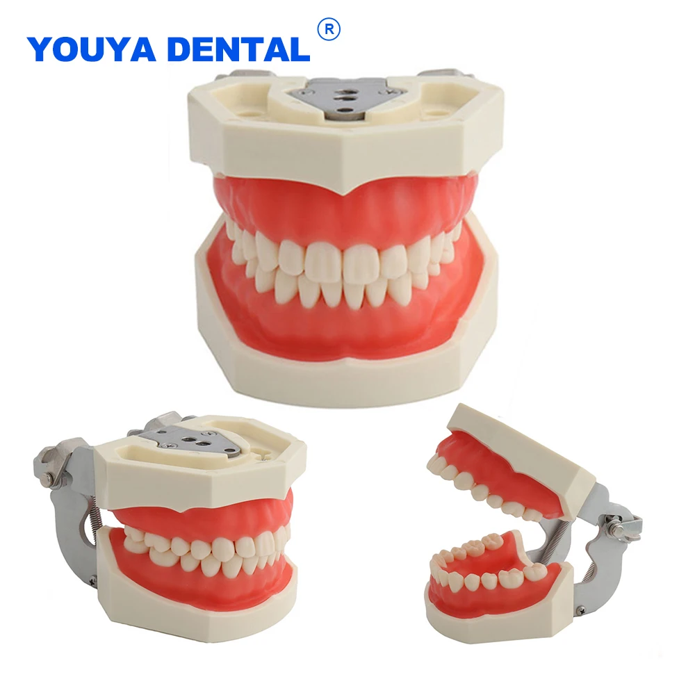 Modelo-de-dientes-de-resina-Dental-Typodont-dientes-extra-bles-para ...