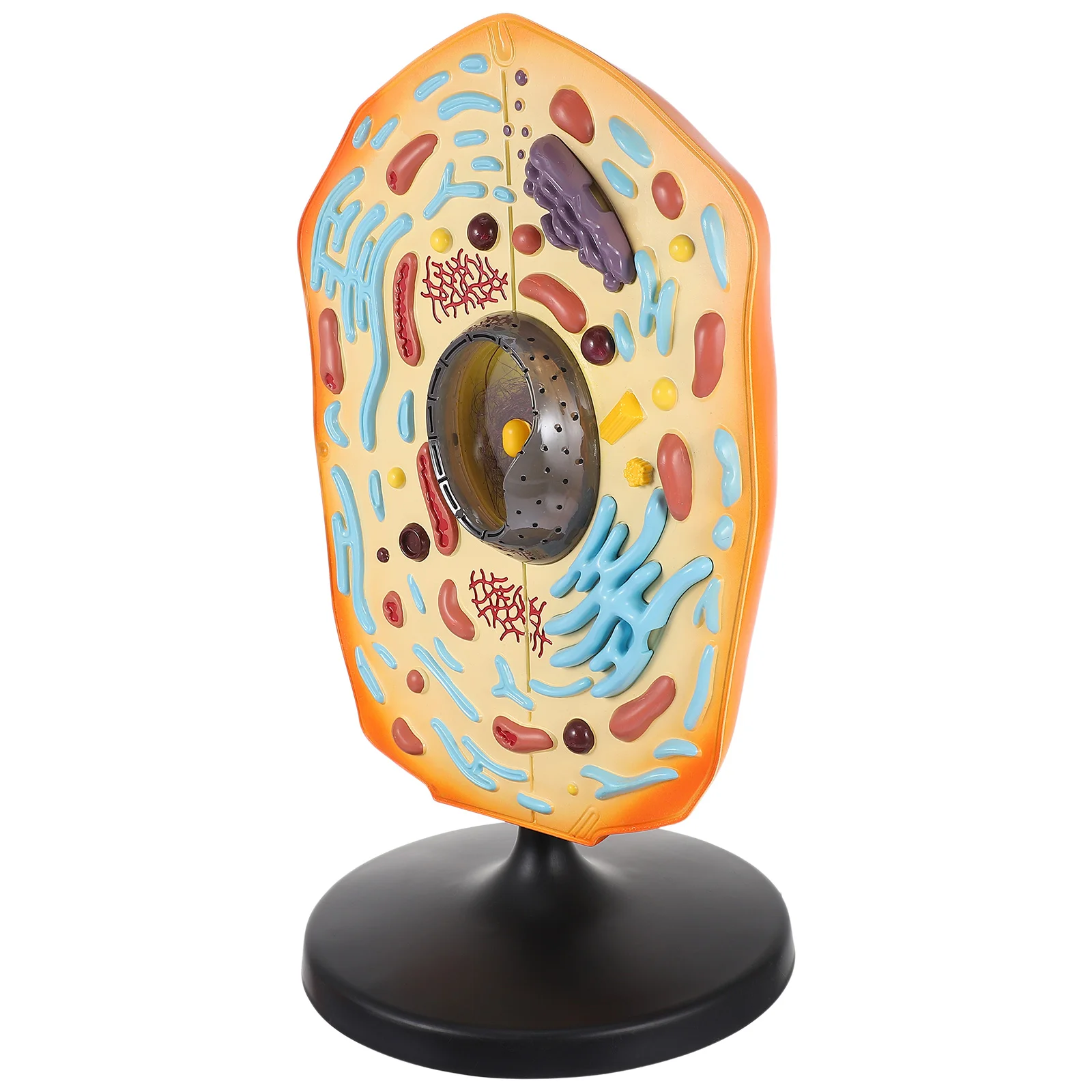 Animal Cell Project 3d Labeled