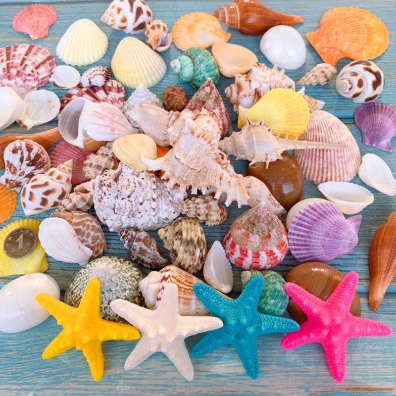 Conchas de cangrejo ermitaño, plantas artificiales, decoración para ...