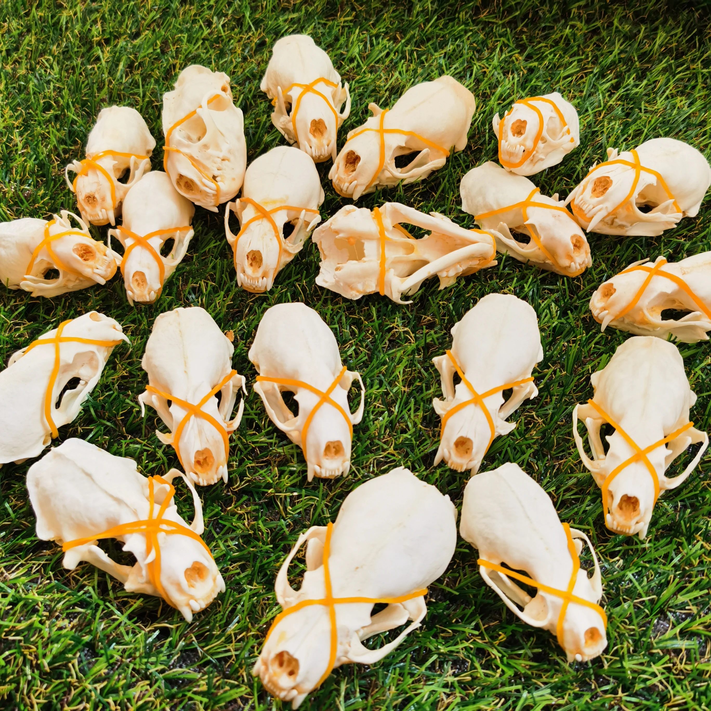 Real Mink Skull/Specimen Collection/Defective Skull/Garden, Fish tank ...