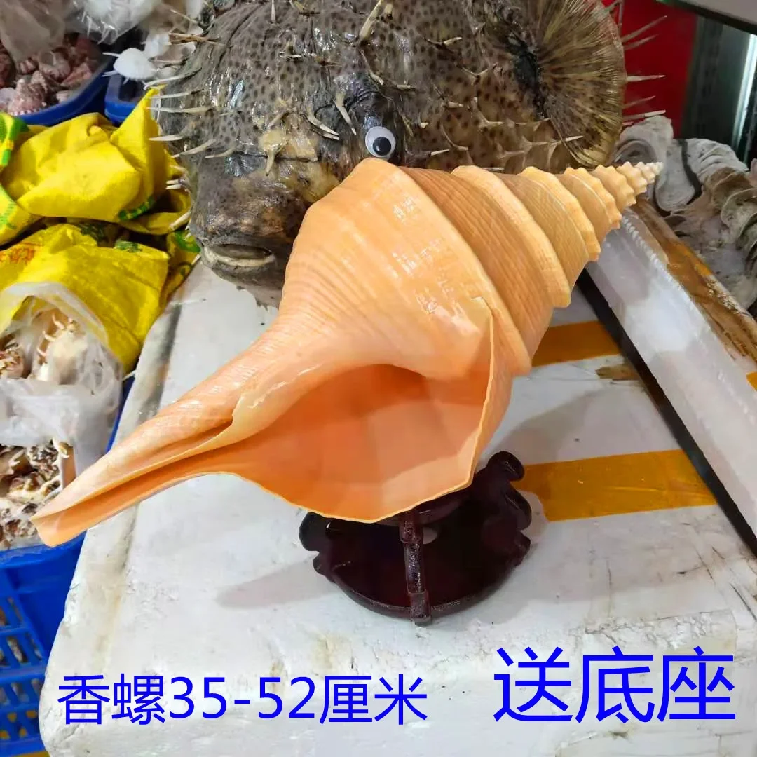 Syrinx-Aruanus-Shell-Australian-Fragrant-Conch-Conch-Shell-30-55cm-Home ...