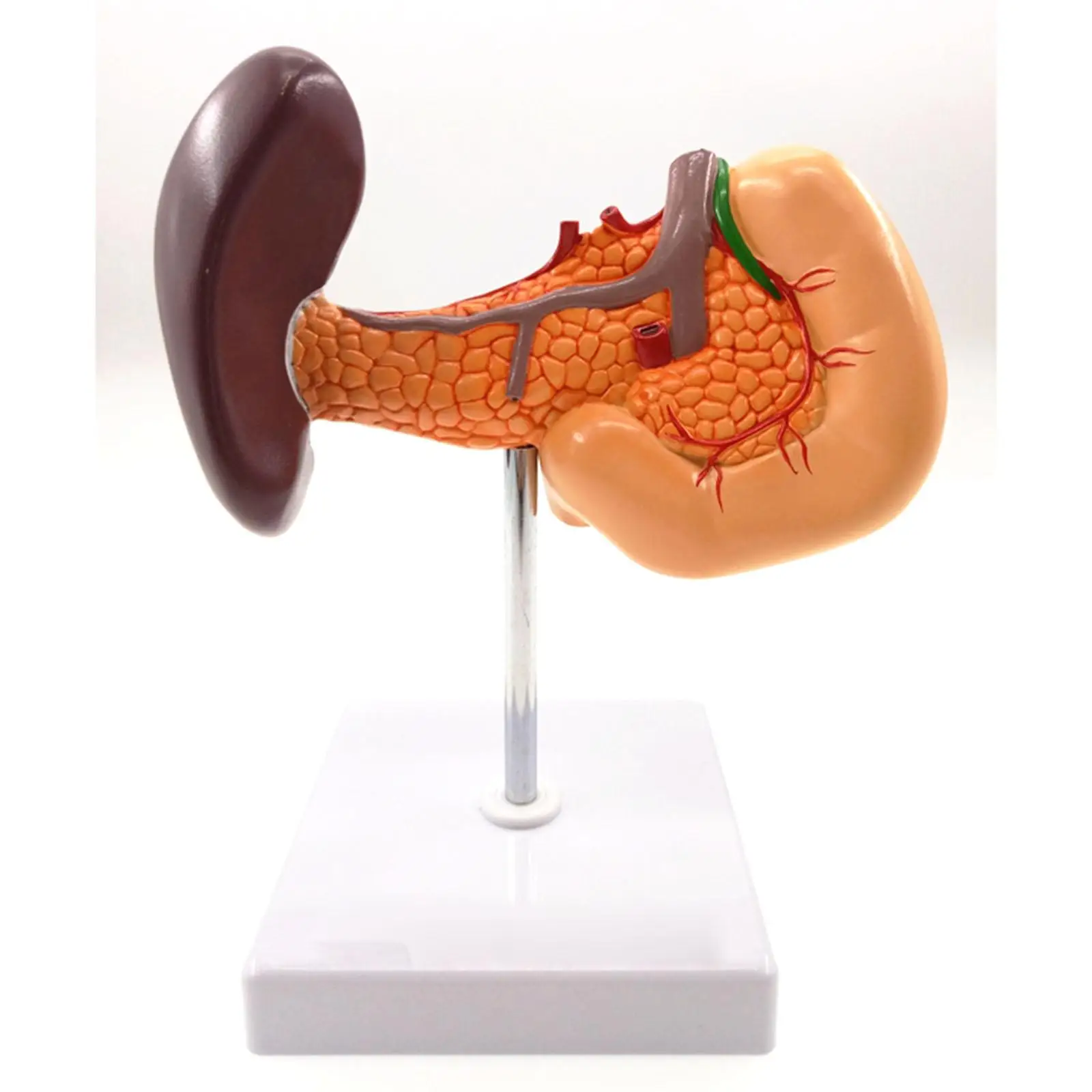 Spleen And Gallbladder