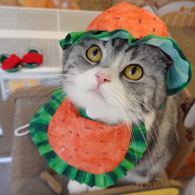 Watermelon Hat Cat