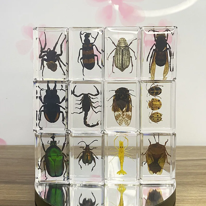 Real-Resin-Insect-Specimen-Real-Insect-Beetle-Spider-Lucanidae-Tianniu ...