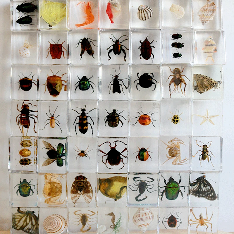 20-Pcs-a-lot-Insect-in-Resin-Specimen-Bugs-Collection-Paperweights ...