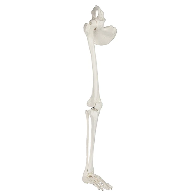 Human Leg Bones