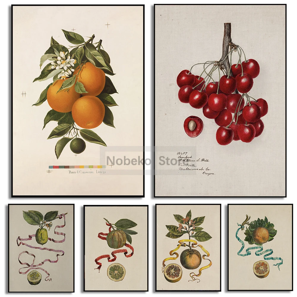 Vintage Botanical Fruit Poster Oranges Citrus Cherry Limes Still Life ...
