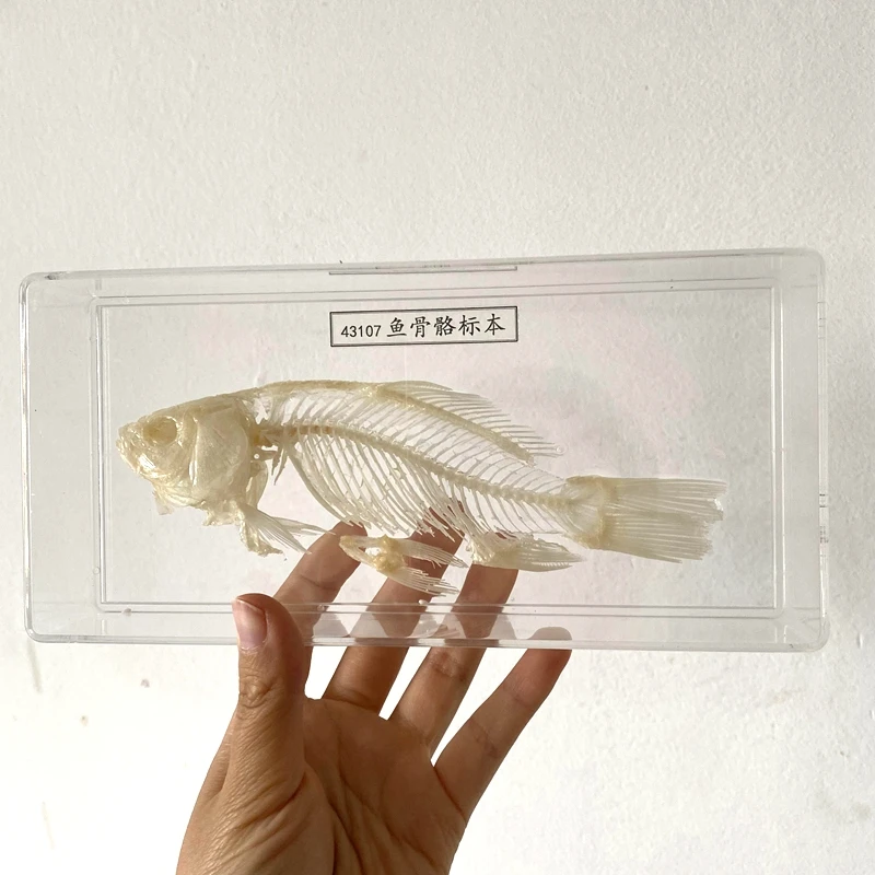 Taxidermy Collection | Fish Bone Specimen | Taxidermy Skulls ...