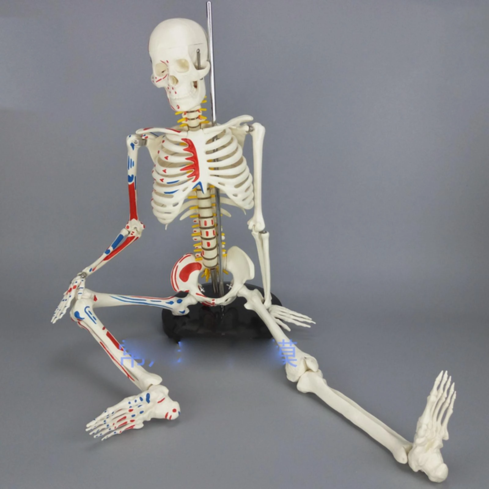 PVC 85CM Human Muscular Skeleton Model Muscle Painted Unnumbered ...