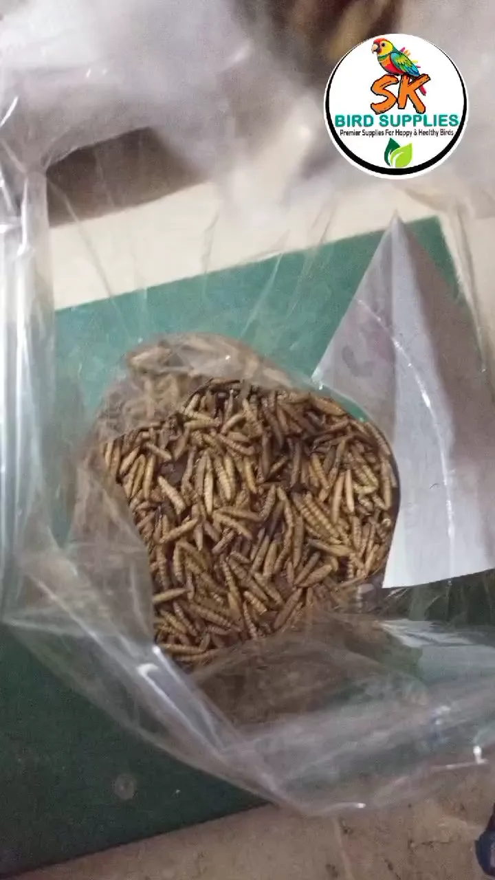 BSF LARVA WORMS 500 Grams Dry Worms Dried BSF Larvae | Daraz.pk