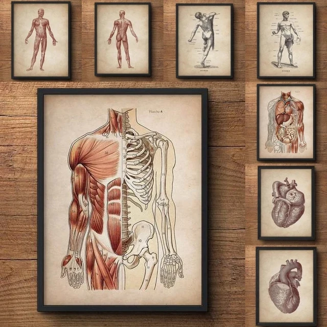 Arte De La Anatomía Humana