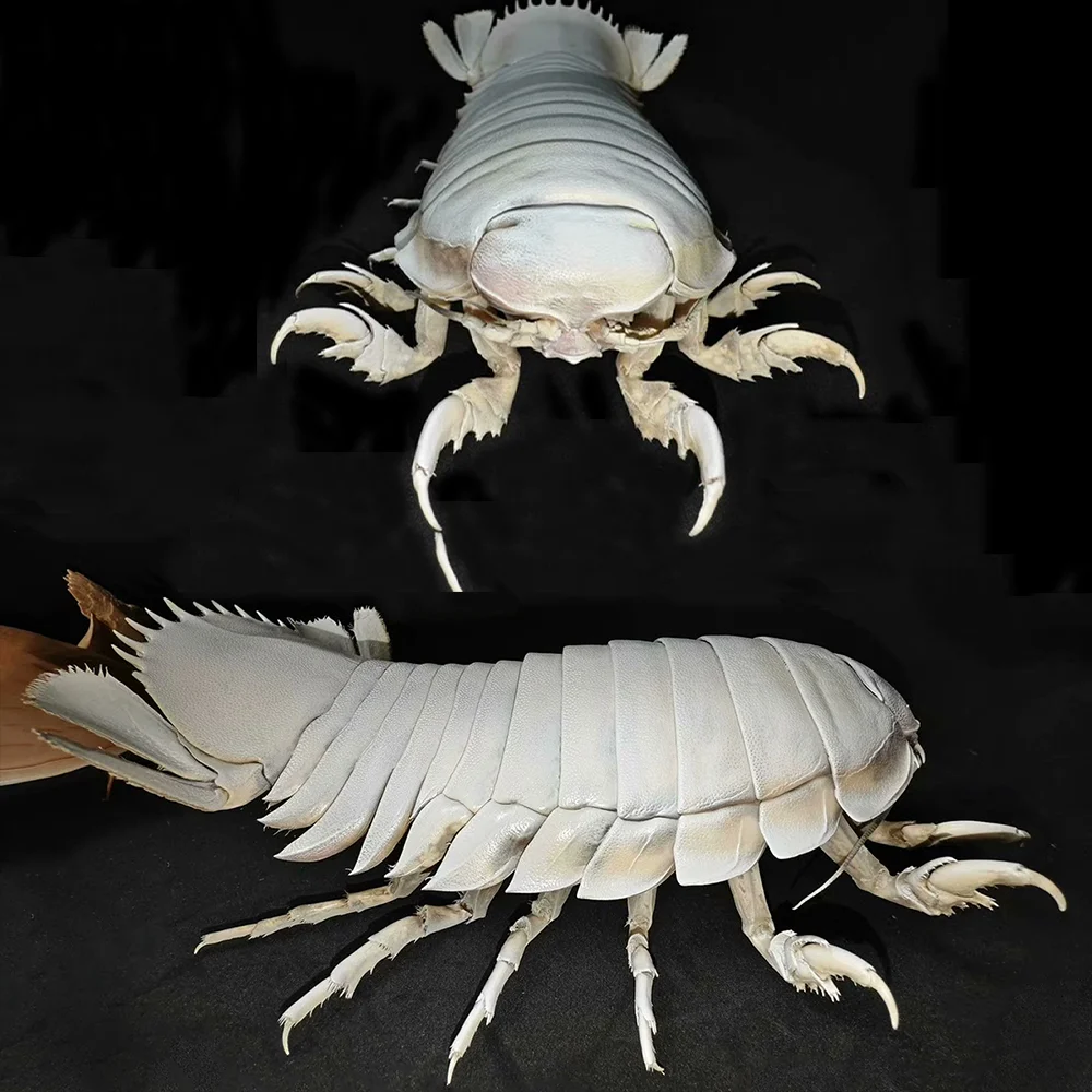 Is a Giant Isopod Pet Right for You? A Realistic Guide to Keeping ...