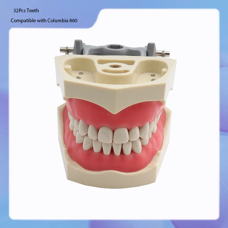 Dental-Typodont-Model-Columbia-Dentoform-860Type-With-32pcs-Removable ...