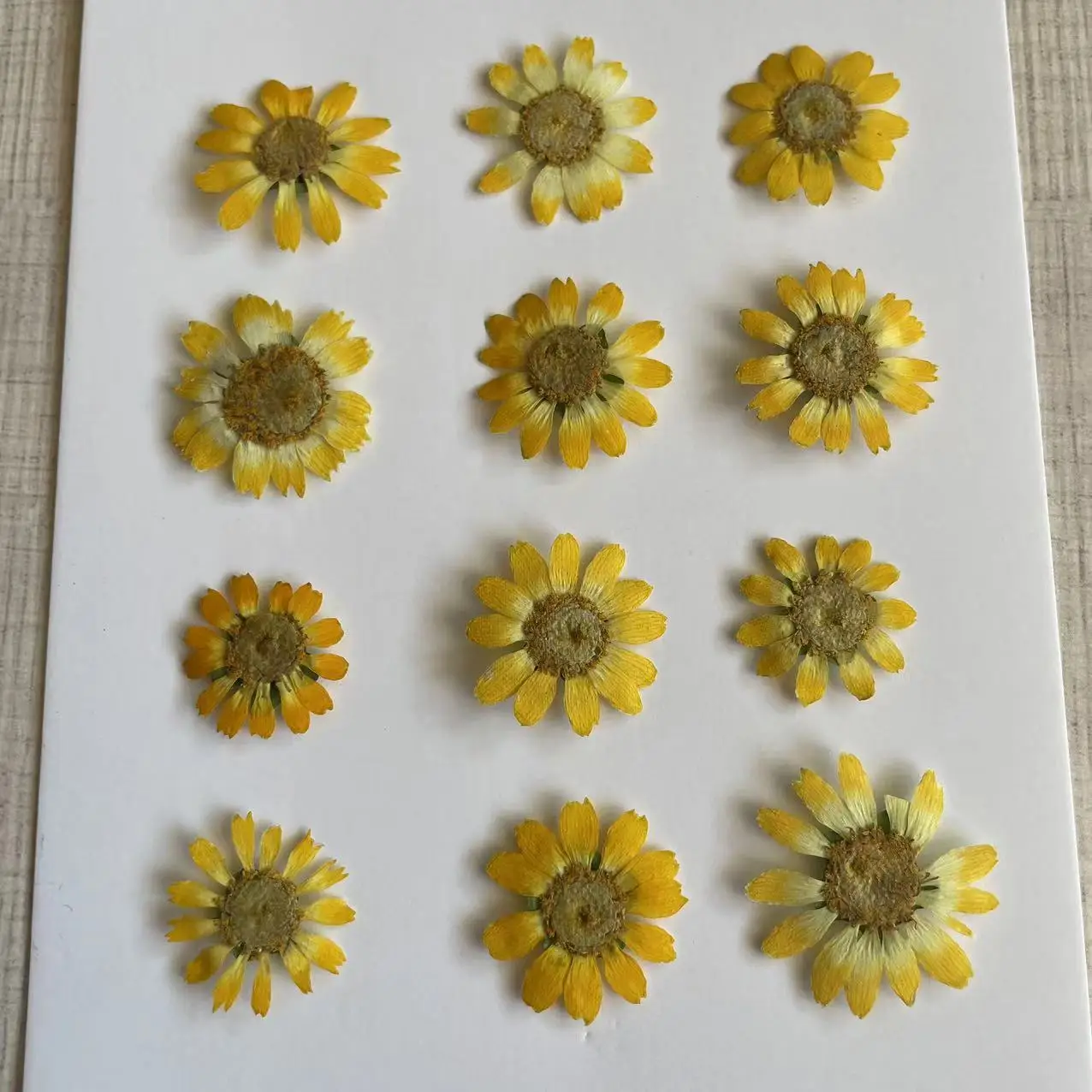 1-5-3CM-Real-Natural-Small-Dried-Pressed-Flowers-Dry-Imperial ...