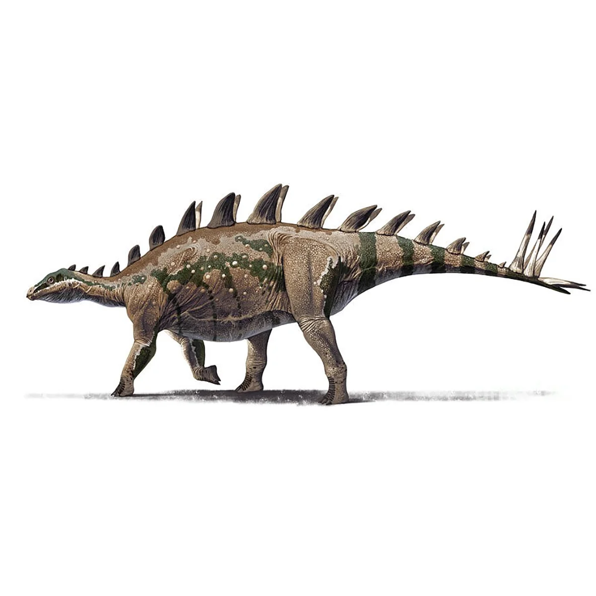 Dinosaur King Tuojiangosaurus