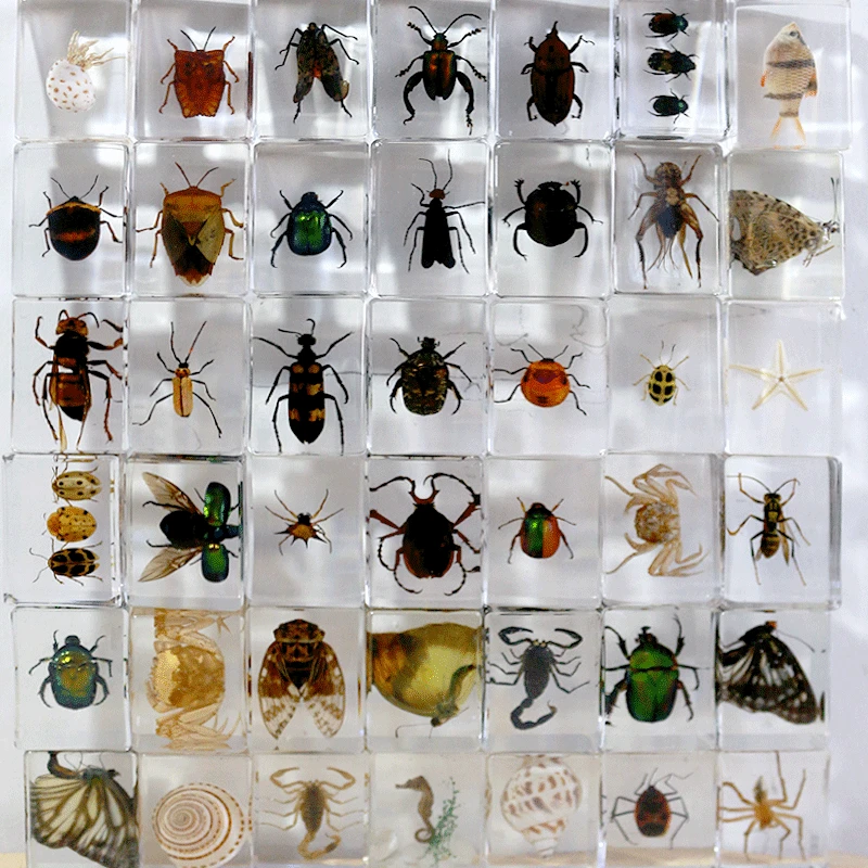 40-Pcs-a-lot-Insect-in-Resin-Specimen-Bugs-Collection-Paperweights ...