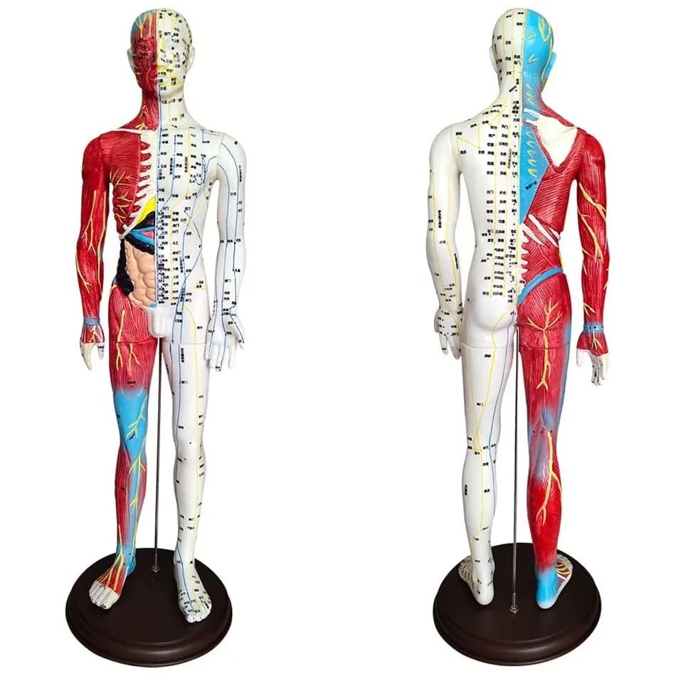 60cm Acupuncture Muscle Anatomical Male Model Meridians for ...