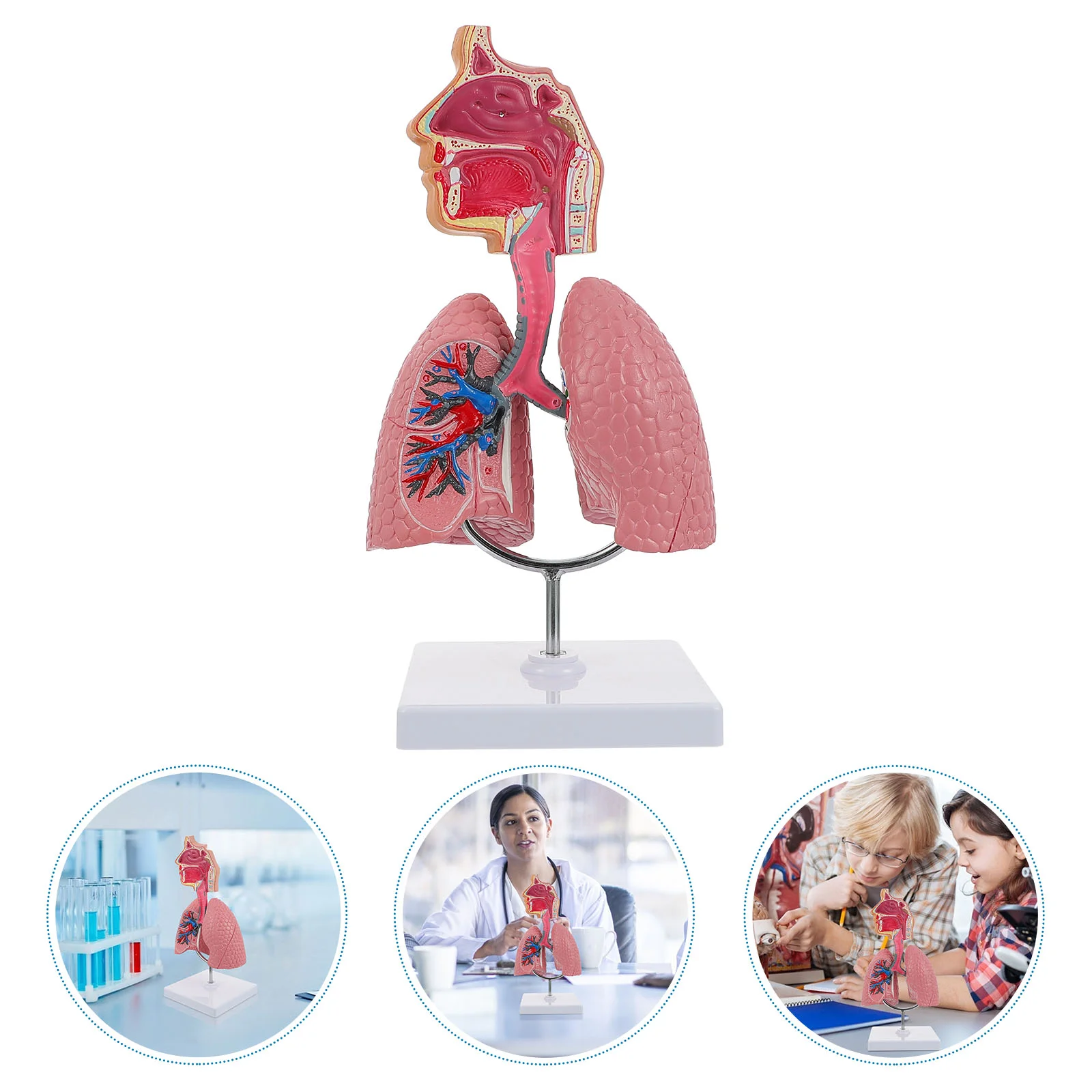 Lung-Respiratory-Anatomy-Model-Teaching-System-Human-Display-model ...