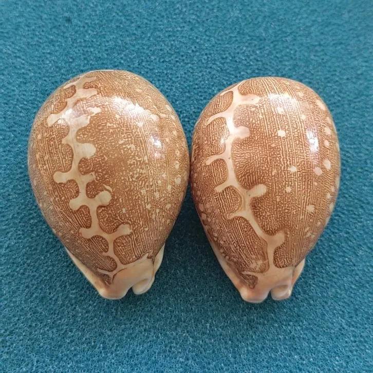 6-5-7-5CM-Humpback-Cowrie-Conch-Seashells-Natural-Polished-Cypraea ...