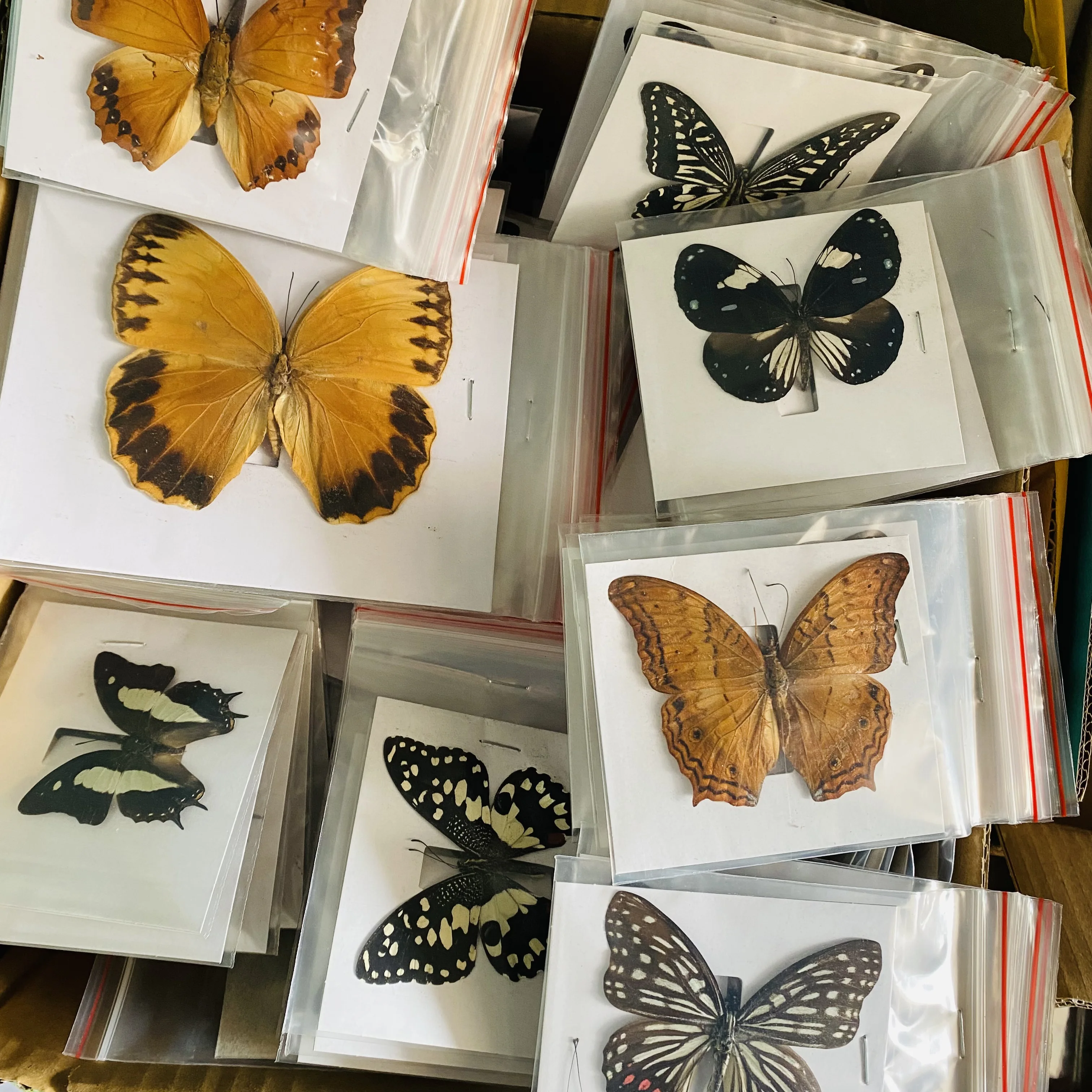 1-5-10-20-50Pcs-Natural-Real-Beautiful-Butterfly-Specimens-for-Hobbies ...