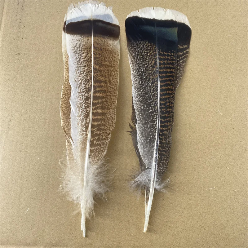 10Pcs/Lot Real Natural Eagle Feathers for Decoration Crafts Turkey ...