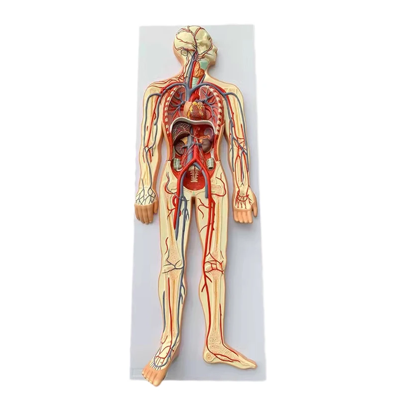 Blood-Circulation-System-Model-Teaching-Aids-for-Human-Body-Medical ...