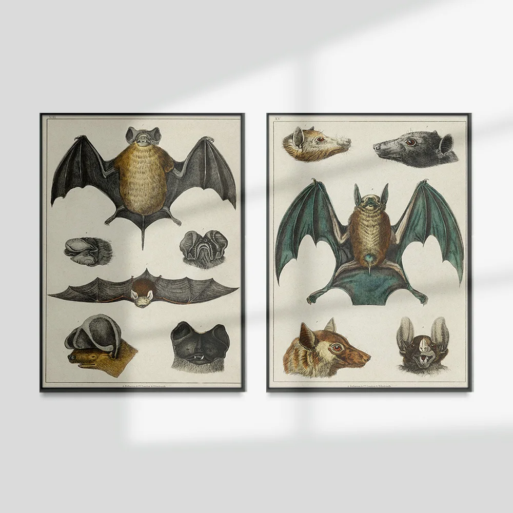 Scientific Bat Illustration