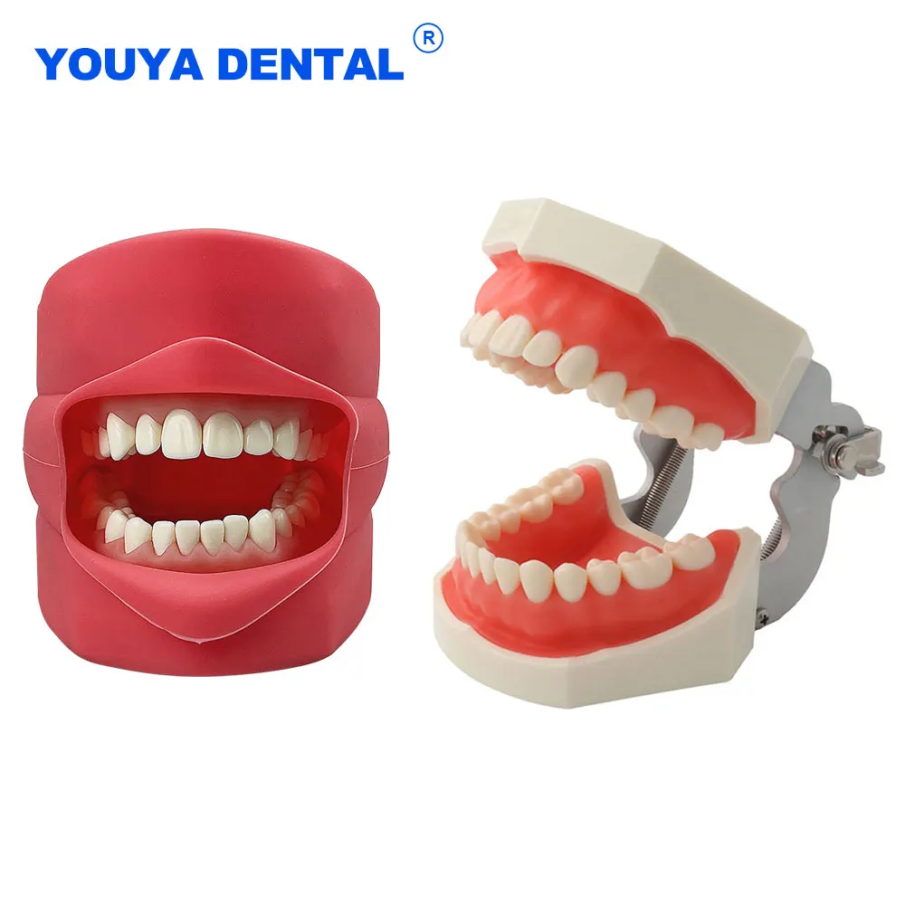 Dental-Model-Training-Typodont-Resin-Teeth-For-Dental-Technician ...